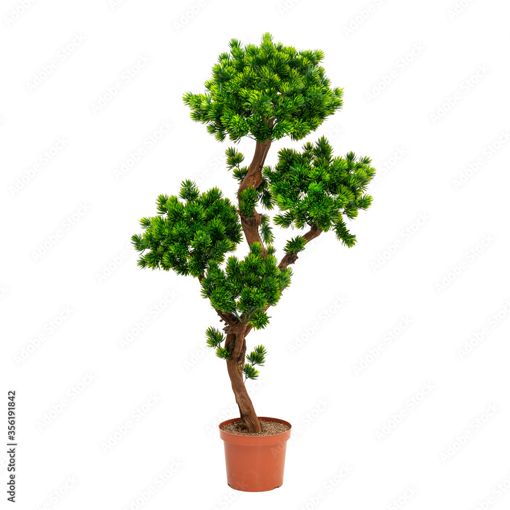 Artificial podocarpus tree like real as modern evergreen ecological ...