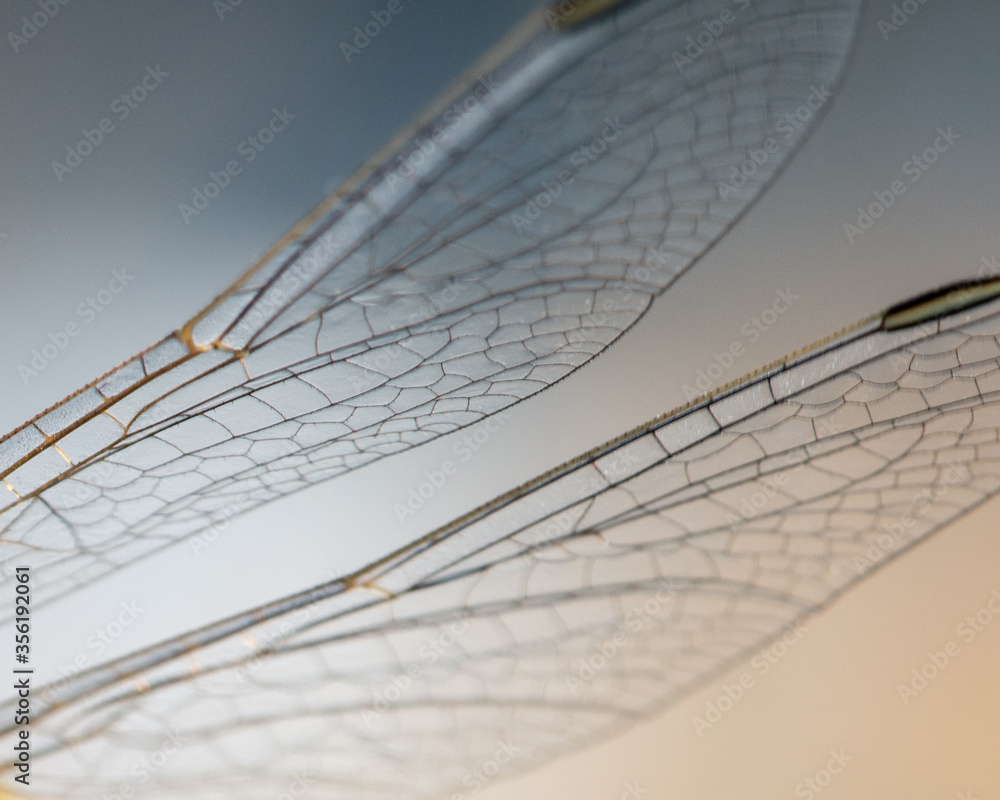 Macro of dragonfly wings showing pterostigma. Pterostigma are used to ...