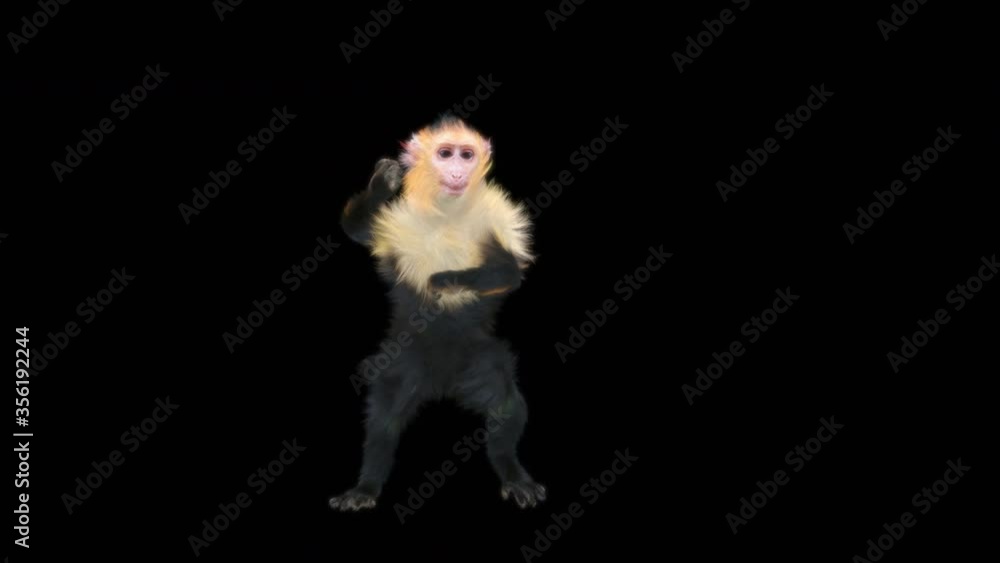 White-headed Capuchin, black monkey, monkeys Dance CG fur 3d rendering ...