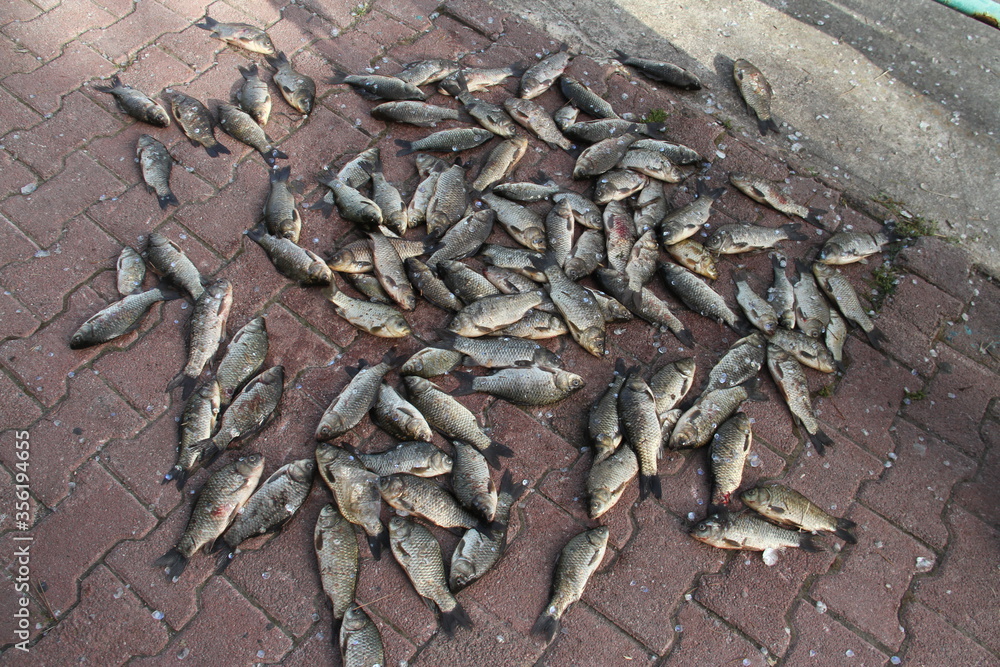 Dead fish scattered on the ground, dead fishes ready to be eaten Stock ...