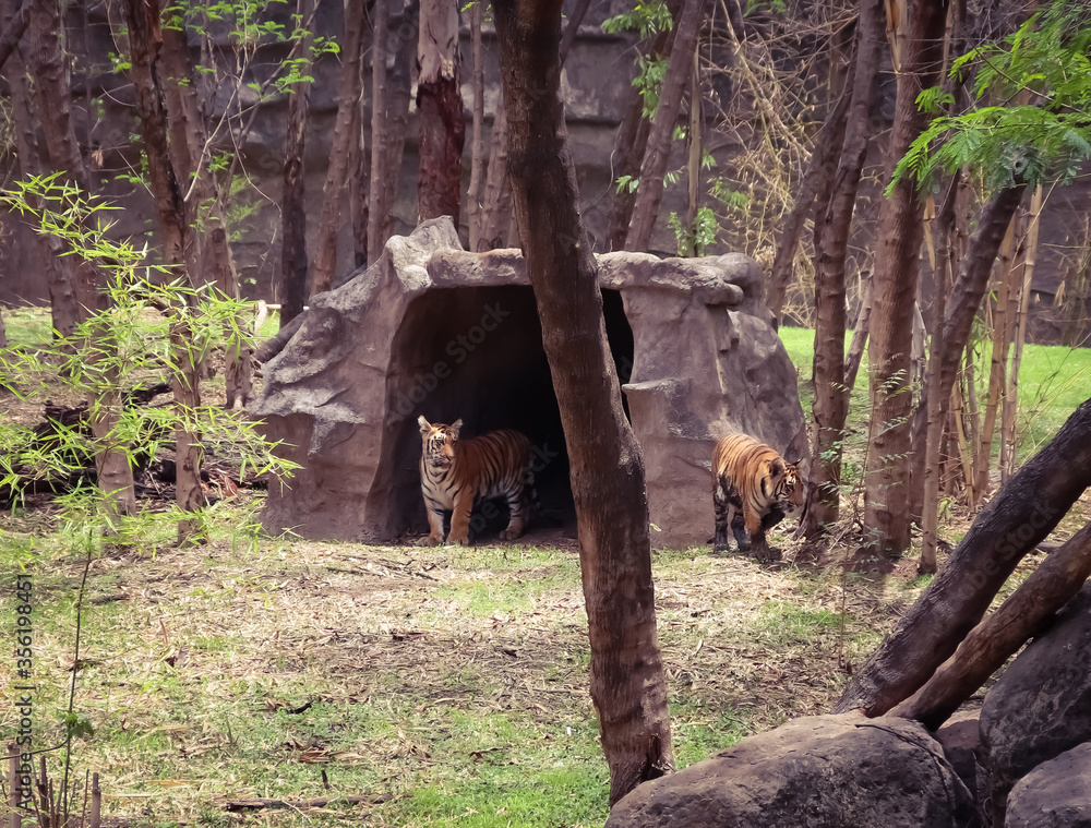 Royal Bengal tigers coming out of their den at Rajiv Gandhi Zoological ...