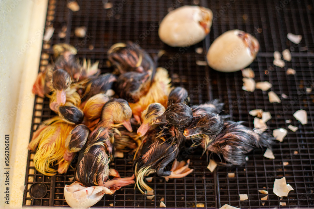 Ducklings hatch from an egg in an incubator. Cultivation of poultry ...