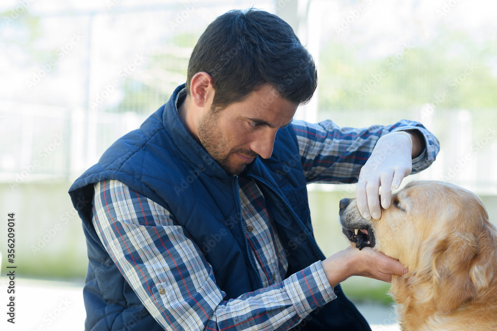 handsome male vet during examination Stock Photo | Adobe Stock
