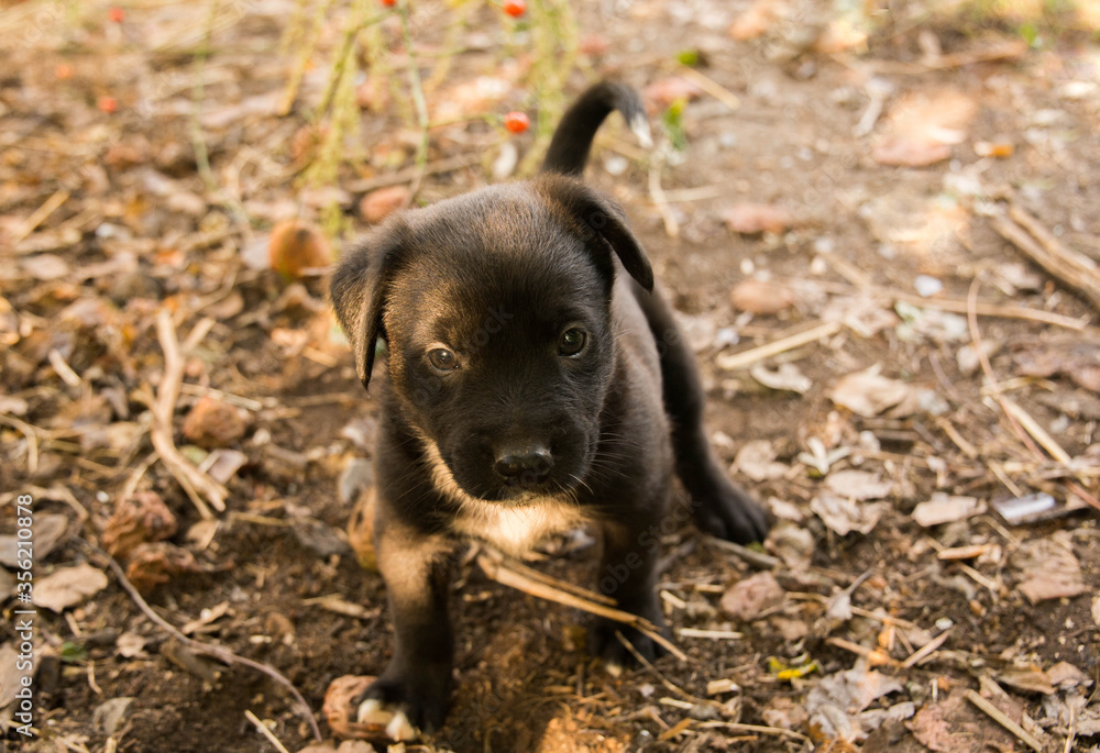 Little black puppy on damp ground. Pooch in a dog shelter. Stock Photo ...