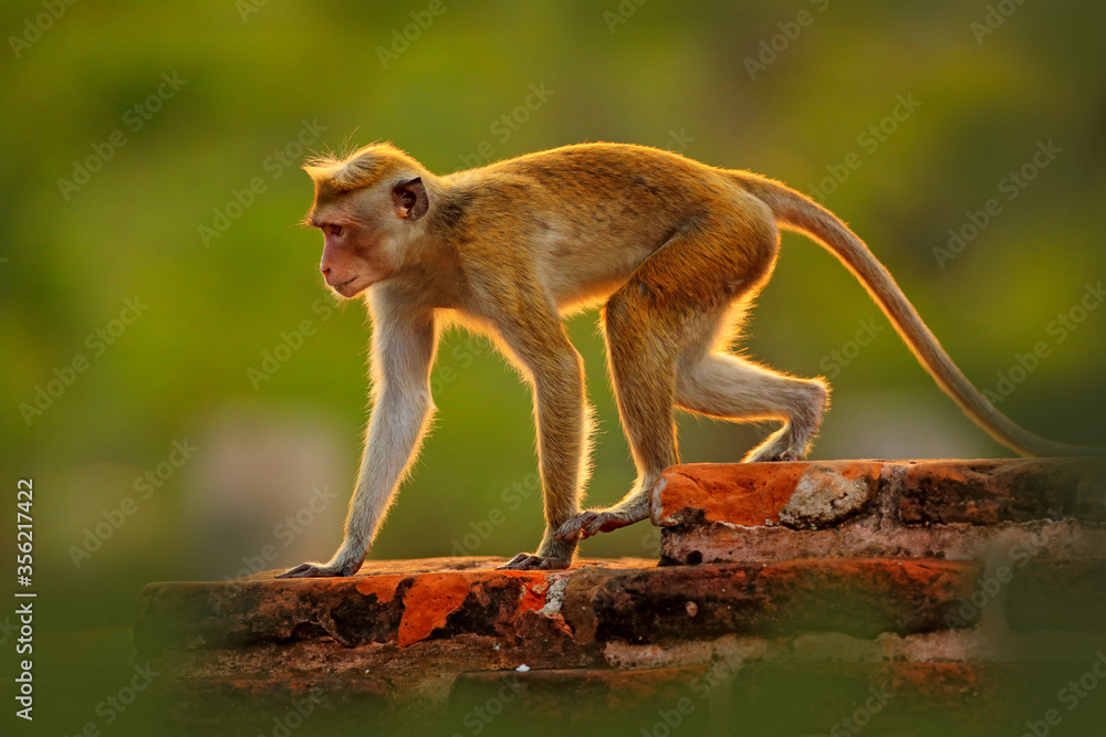 Toque macaque, Macaca sinica, monkey with evening sun, sitting on zhe ...