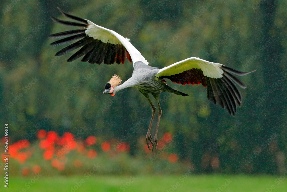 African Crowned Crane Flying