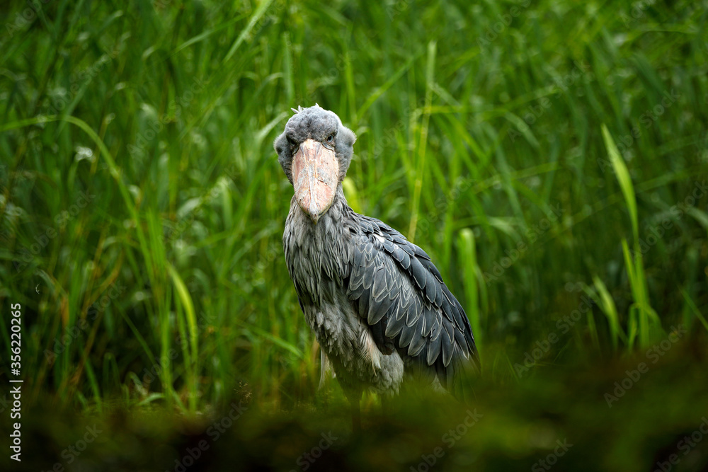 Shoebill, Balaeniceps rex, hidden in the green vegetation. Portrait of ...