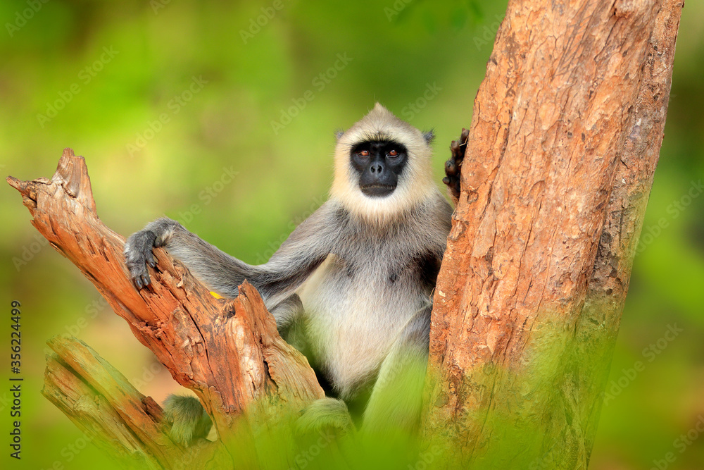 Langur on the tree. Common Langur, Semnopithecus entellus, portrait of ...