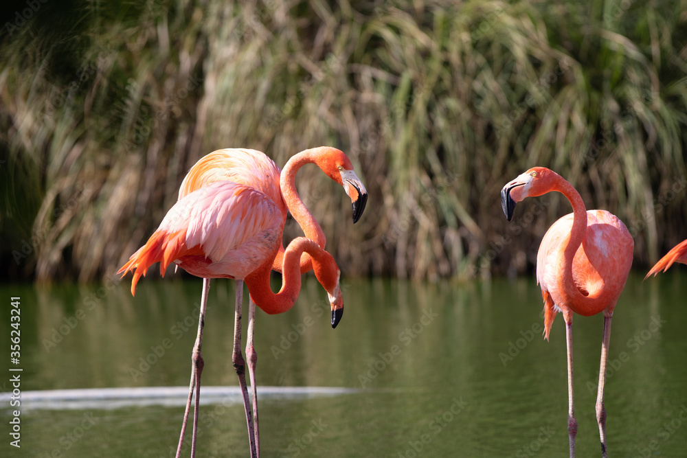 Foto de Elegant pink flamingo in stagnant water covered by green algae ...