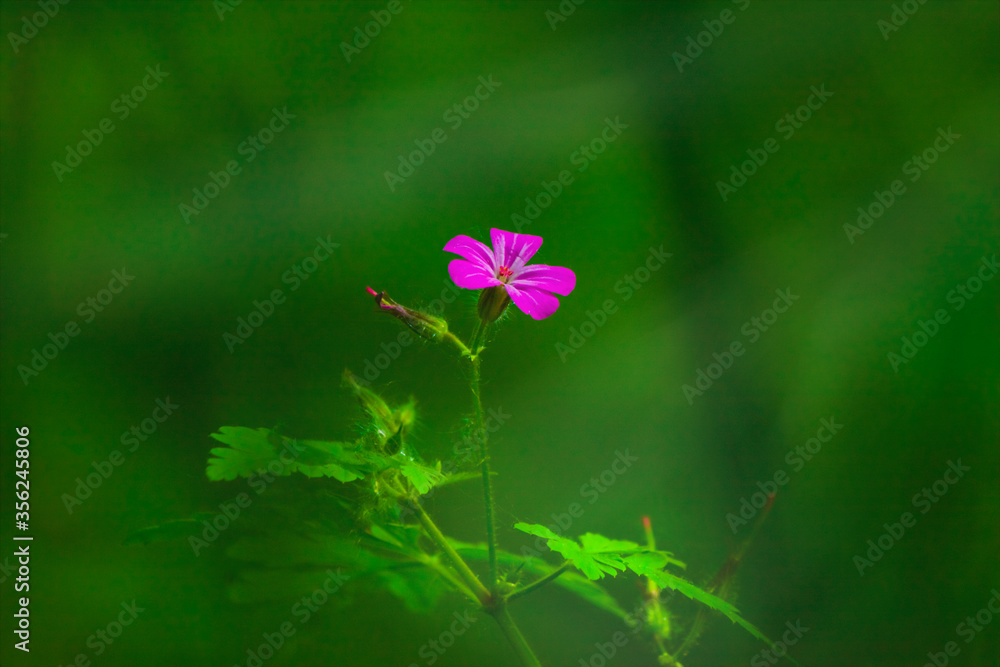 Foto de Geranium robertianum, herb-Robert, red robin, death come ...