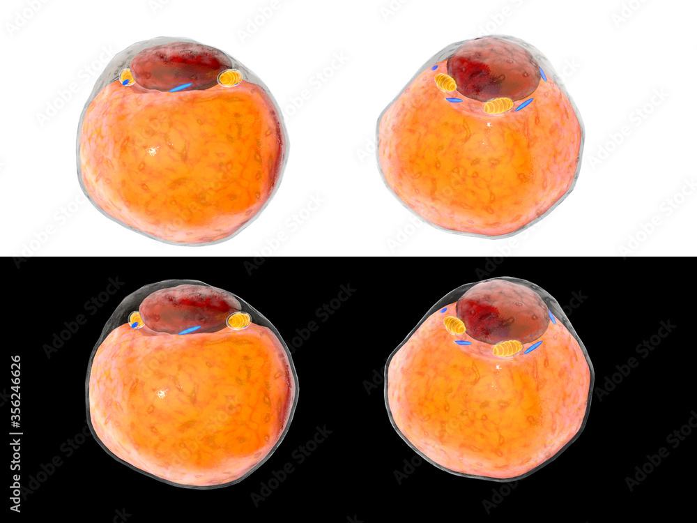 Fat Cells from adipose tissue. adipocytes. inside human organism ...
