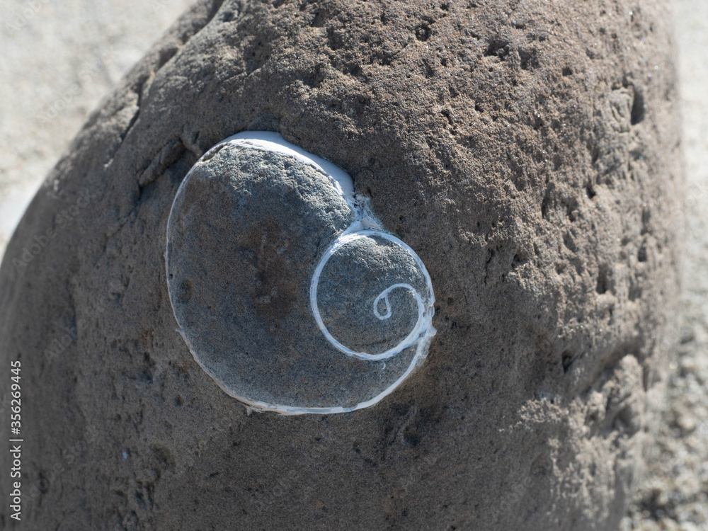 Sedimentary rock with shells Stock Photo | Adobe Stock