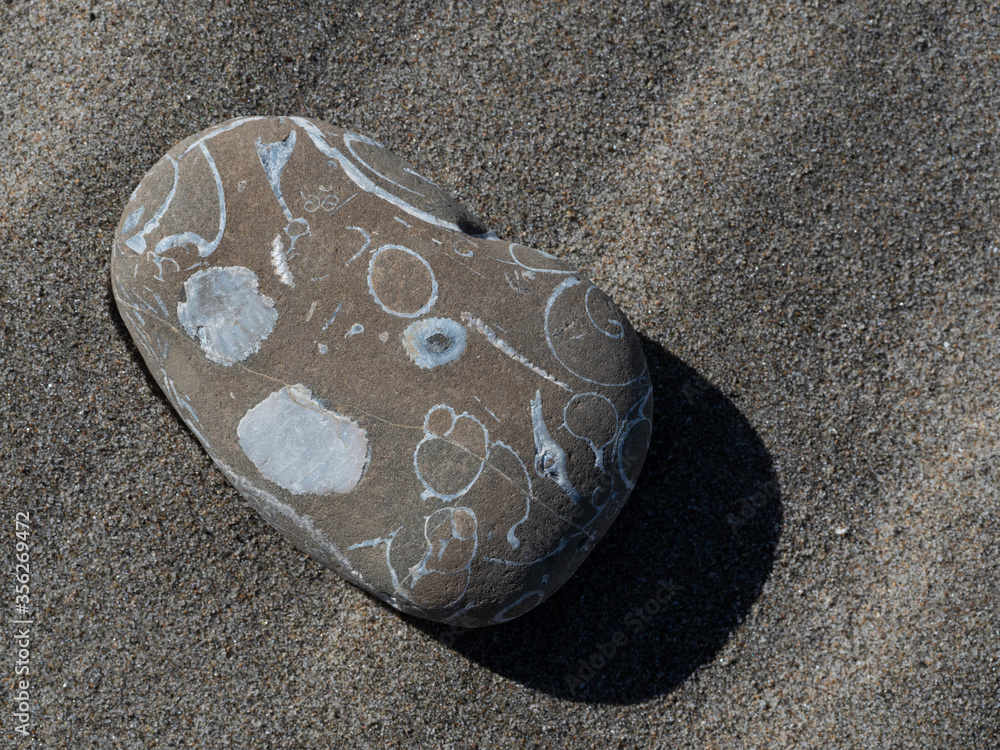 Sedimentary rock with shells Stock Photo | Adobe Stock