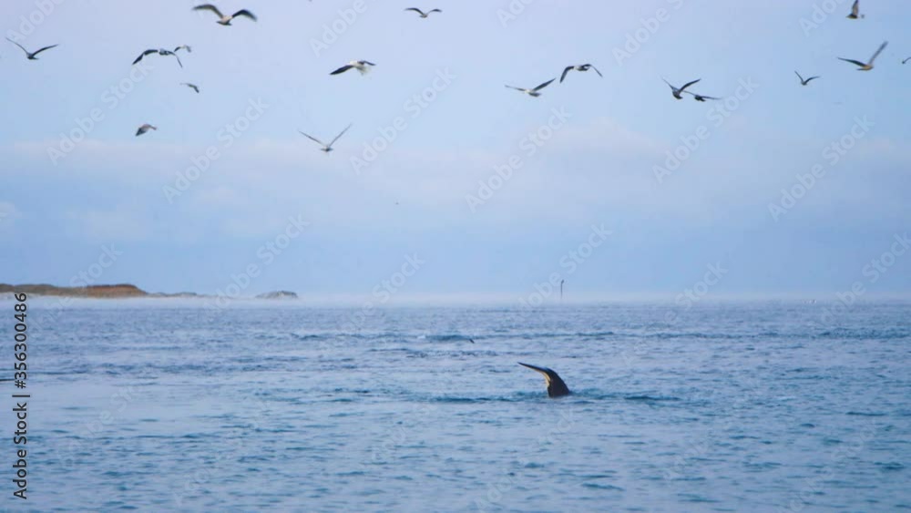 Orcas and Humpbacks in the sea, tails waving and rising out of the ...