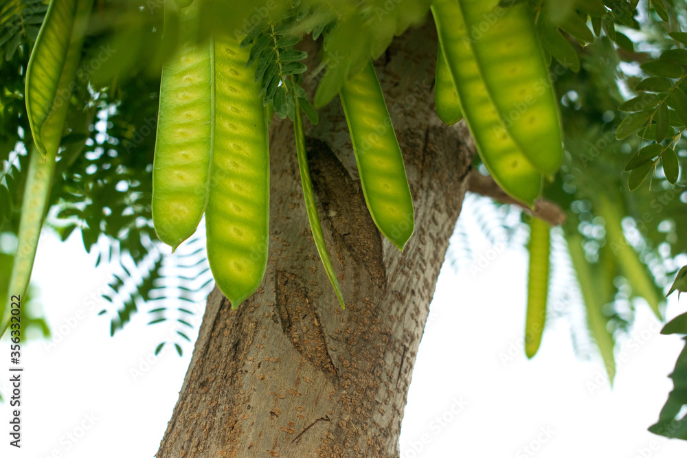 Albizia chinensis (silk tree, Chinese albizia kang luang, cham, sengon ...