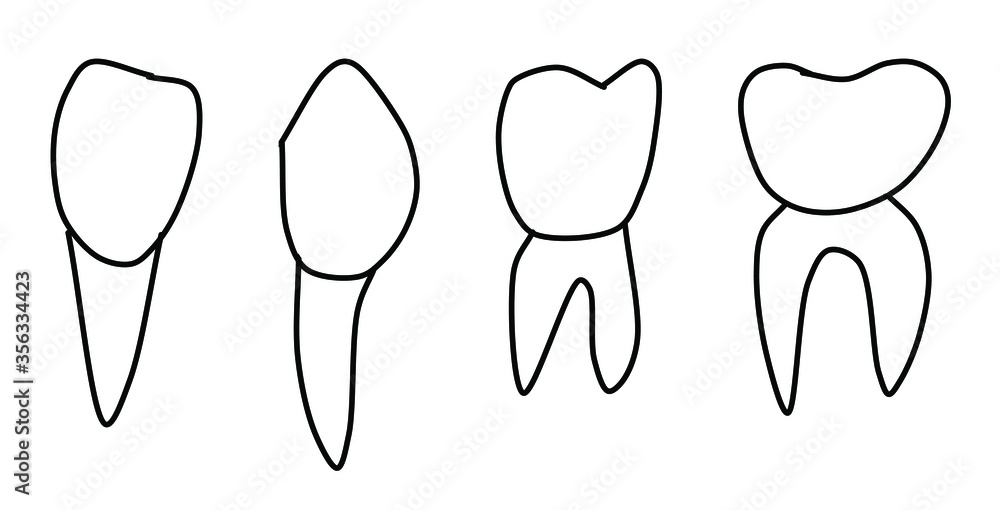 Set of cute teeth incisors, canines, premolars, molar drawn in line ...