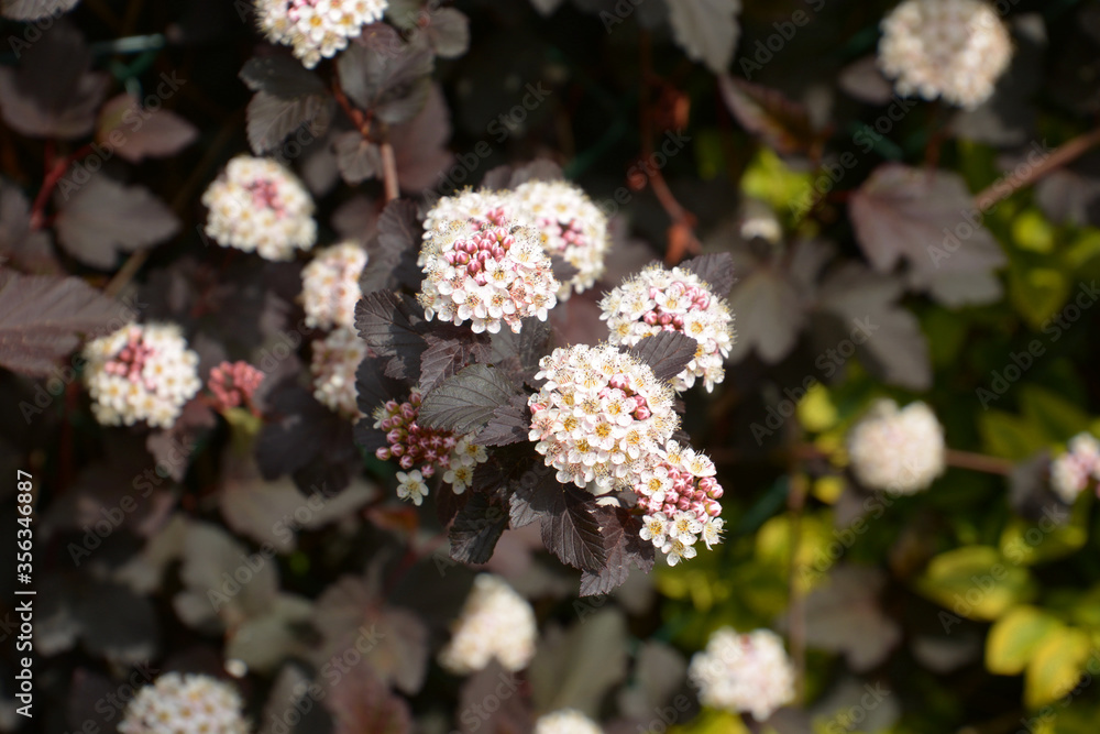 ninebark red baron shrub with tiny flowers Stock Photo | Adobe Stock