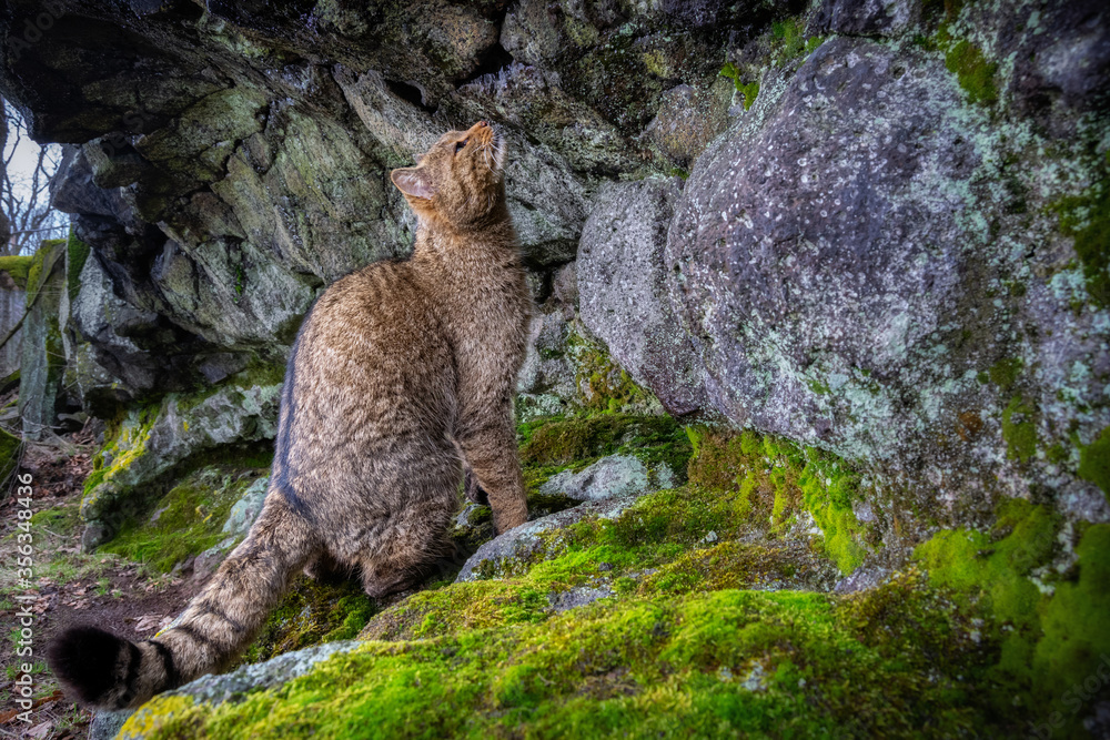 European wildcat in beautiful nature habitat. Very rare and endangered ...