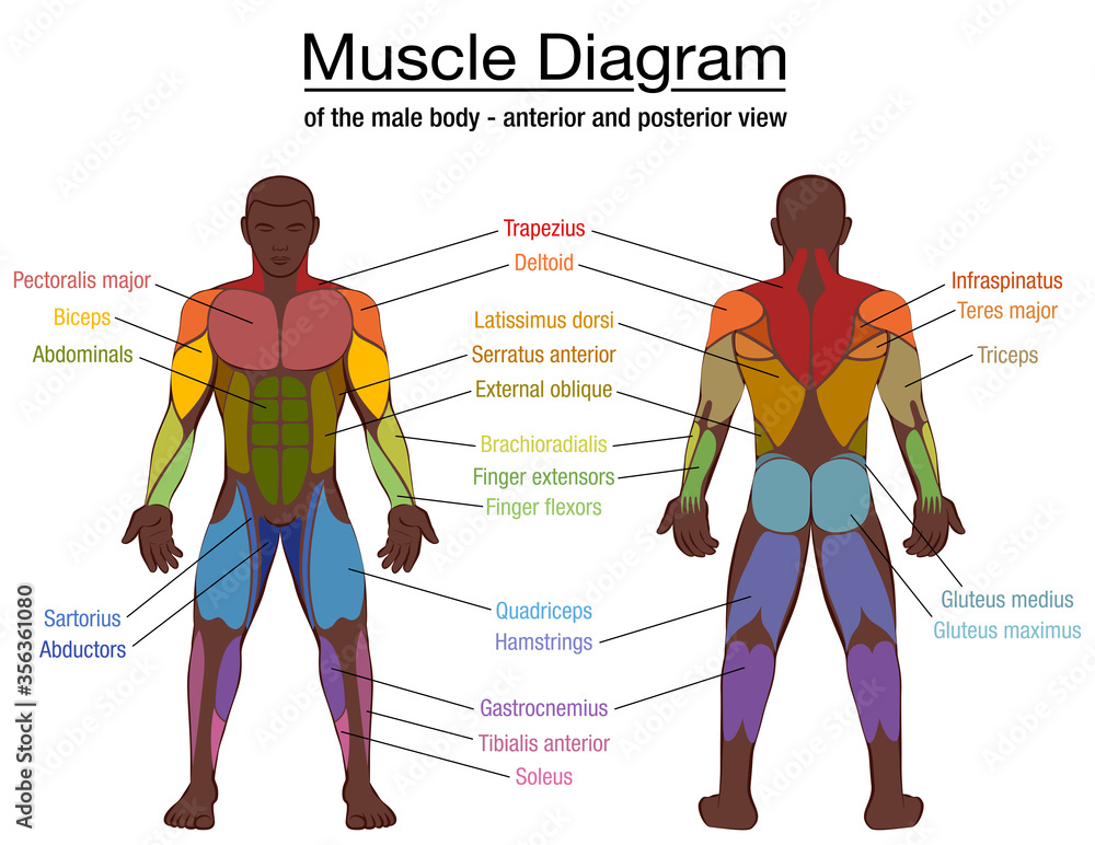 Muscle diagram, most important muscles of an athletic black man ...