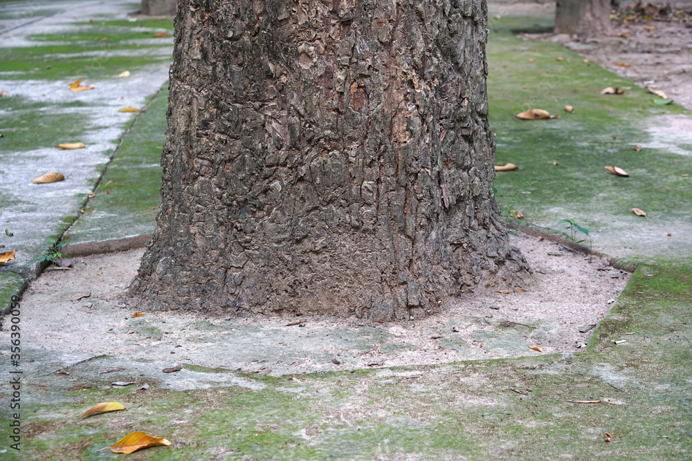 Mud of a big tree That has cement around Stock Photo | Adobe Stock