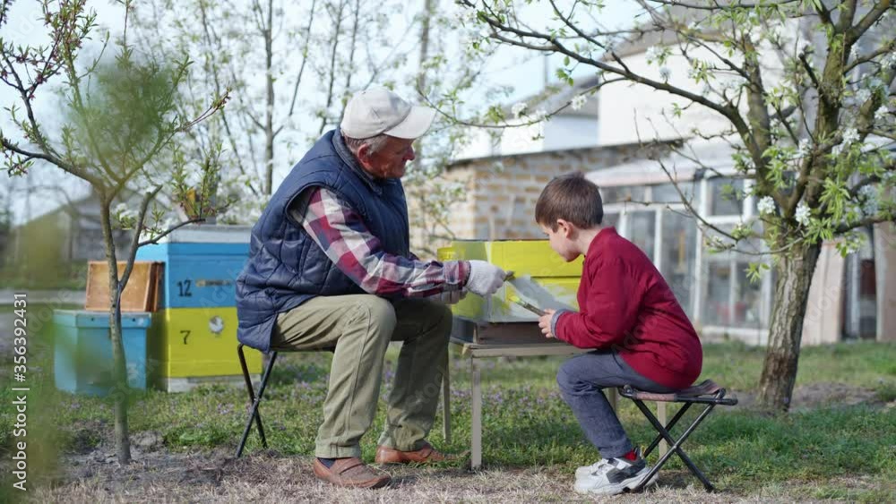 apiary, cute little boy in a place with his grandfather prepare old ...