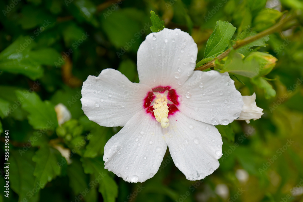 Flower White Swamp Rose Mallow - Hibiscus moscheutos, white hibiscus ...