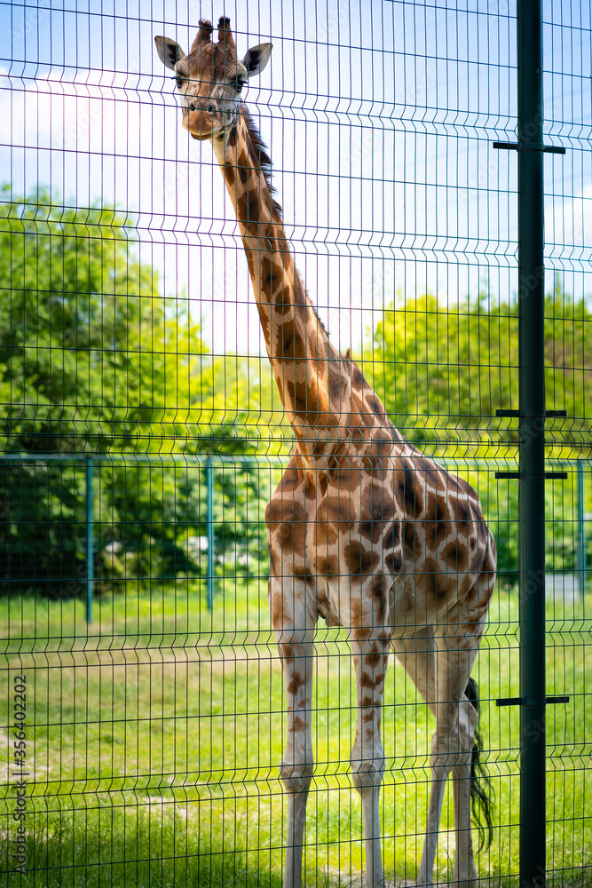 Foto de giraffe at zoo behind fence, bars. wild animals in captivity ...