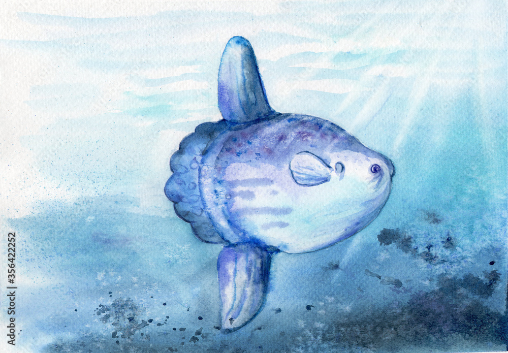 watercolor drawing of a big moon fish, mola, ocean sunfish. Stock ...