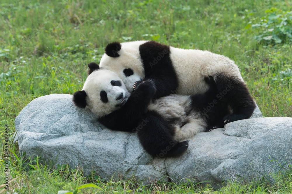 Two years aged young giant Pandas (Ailuropoda melanoleuca), Chengdu ...