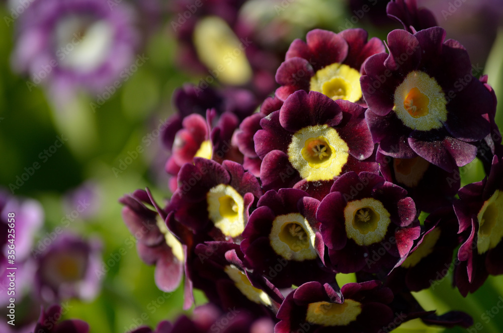 beautiful violet and purple primula pubescens flowers in summer ...