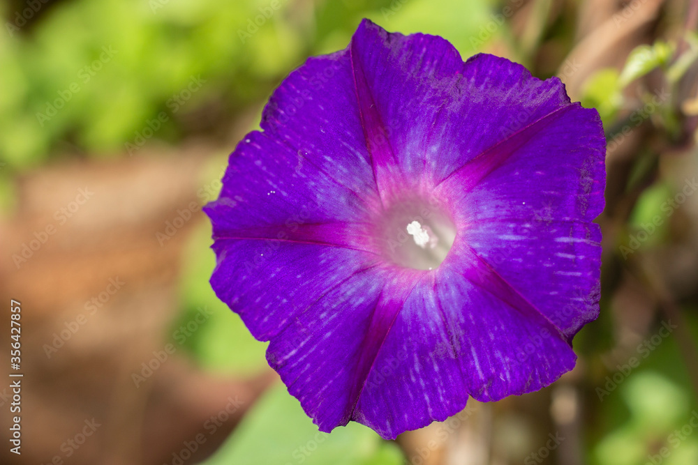 Flor de enredadera morada, Ipomoea Purpurea. Macro Stock Photo | Adobe ...