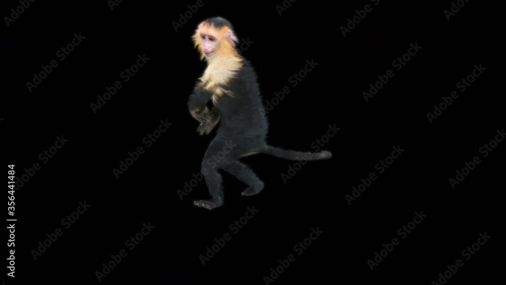 White-headed Capuchin, black monkey, monkeys Dance CG fur 3d rendering ...
