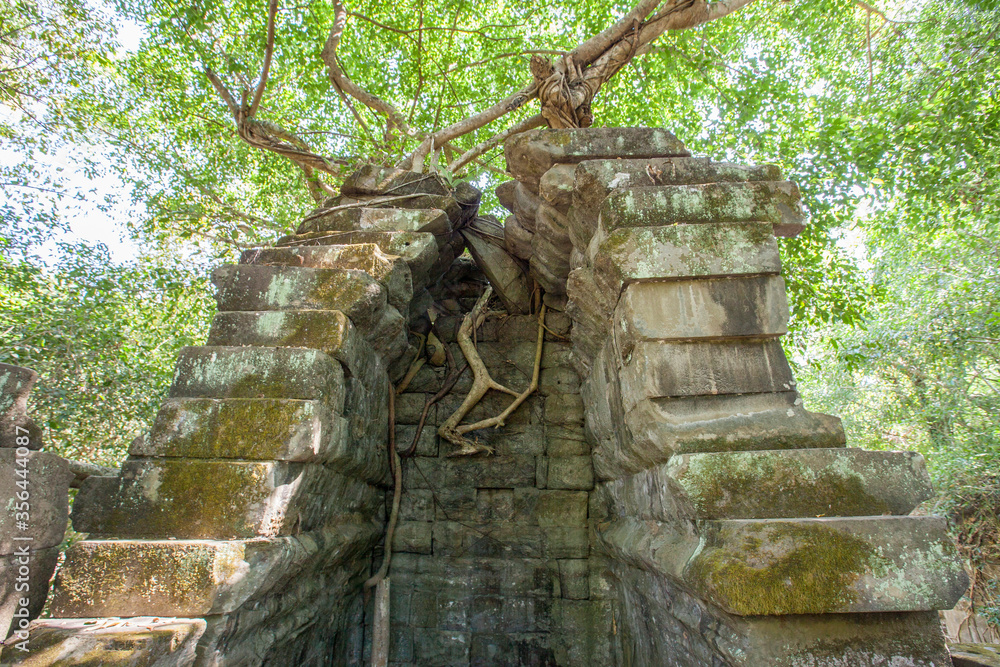 Beng Mealea temple ruins and banyan tree, the Angkor Wat style located ...