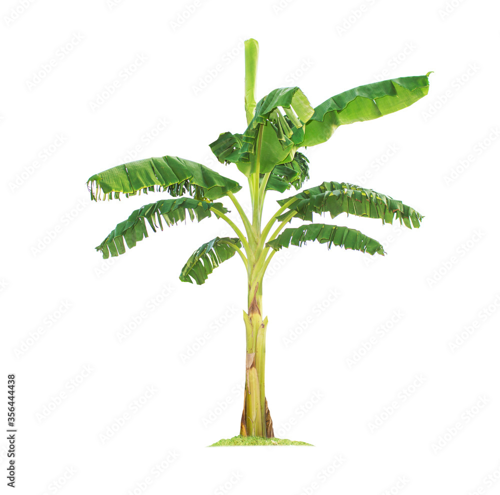 Banana tree isolated on white background with clipping paths for garden ...