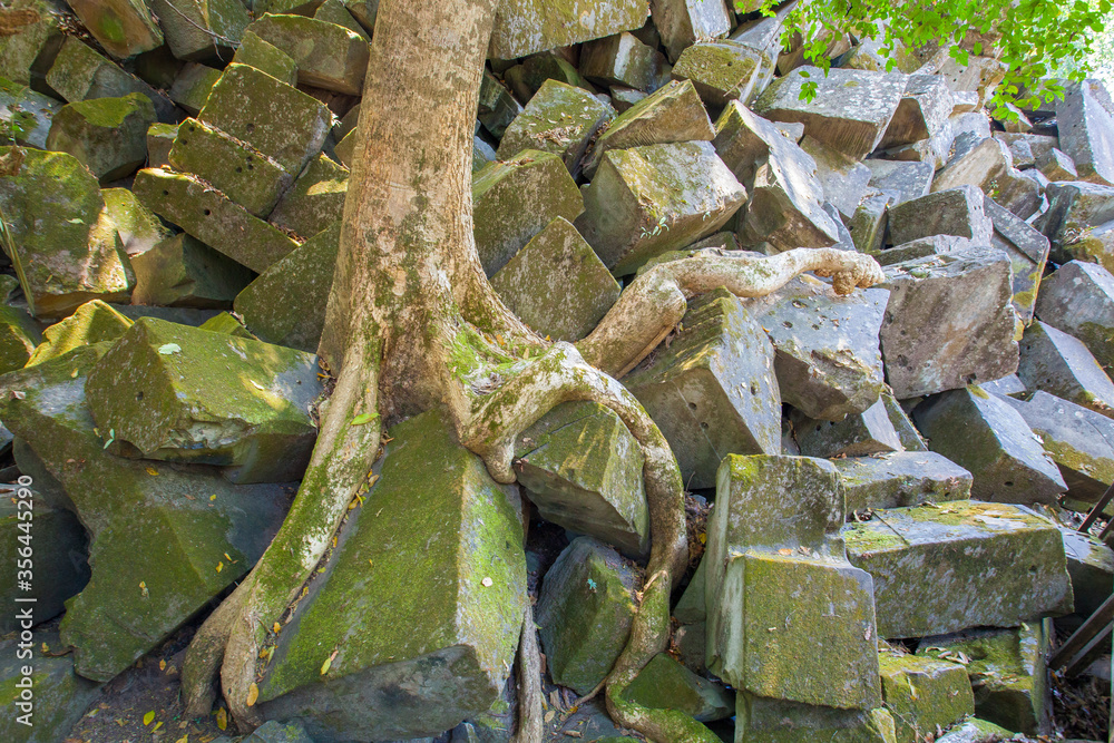 Beng Mealea temple ruins and banyan tree, the Angkor Wat style located ...