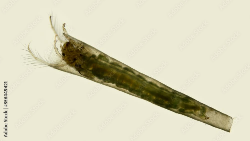 Vídeo do Stock: Trichoptera larvae under the microscope, movement of ...