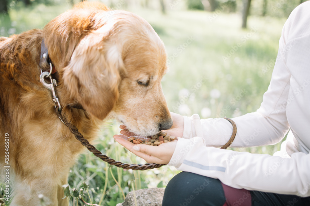 Dog eating dog food from woman's hands. Close-up view of dog eating ...