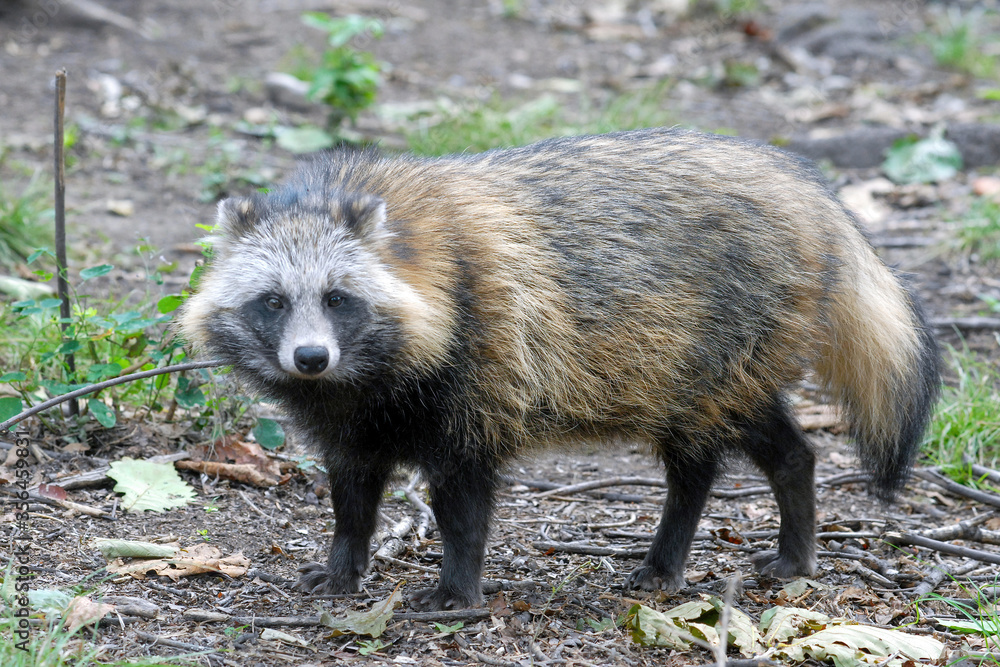 Raccoon dog (Nyctereutes procyonoides). Primorsky Krai (Primorye), Far ...