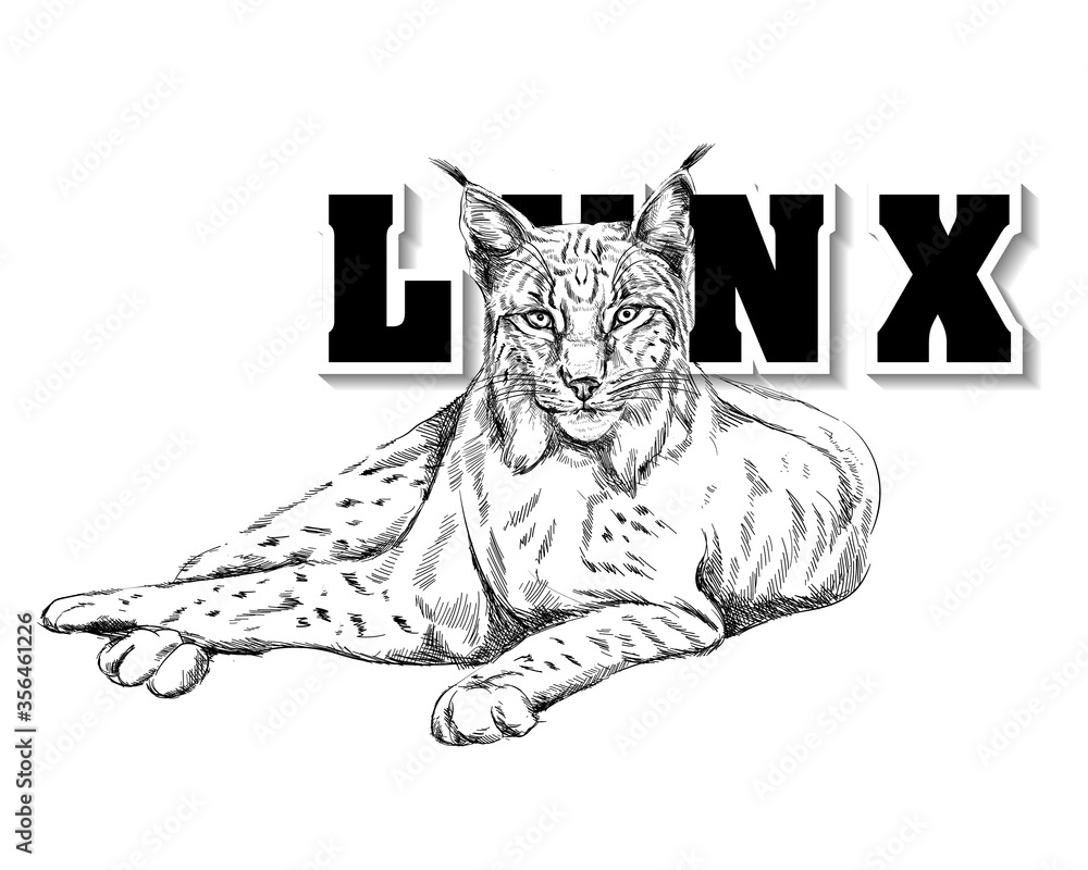 hand drawn isolated illustration with lynx and place for your text ...