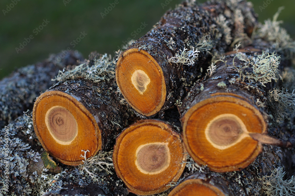 Pile of Apple tree Timber. Rustic wood circle. Suumer day. Stock Photo ...