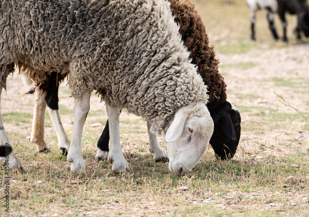 dos ovejas de diferentes colores comen juntas Stock Photo | Adobe Stock