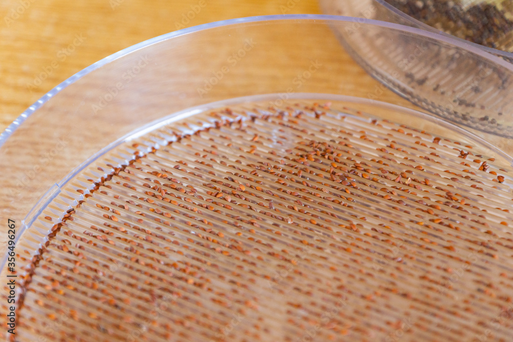 Sprouting tower tray with water cress seeds. Germinating and growing ...