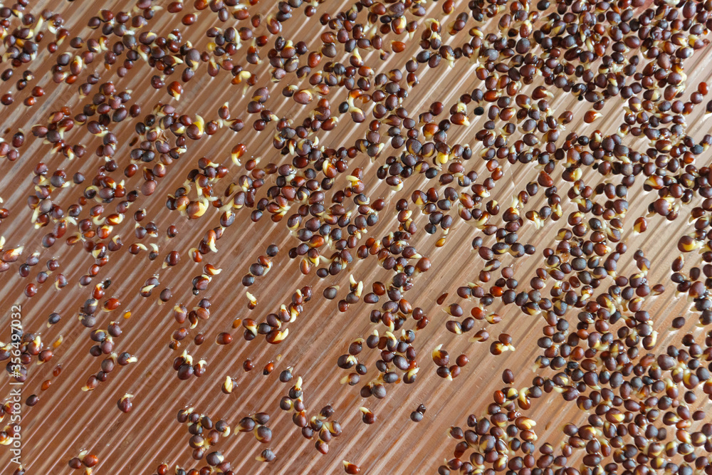 Sprouting tower tray with tuscan kale seeds. Germinating and growing ...