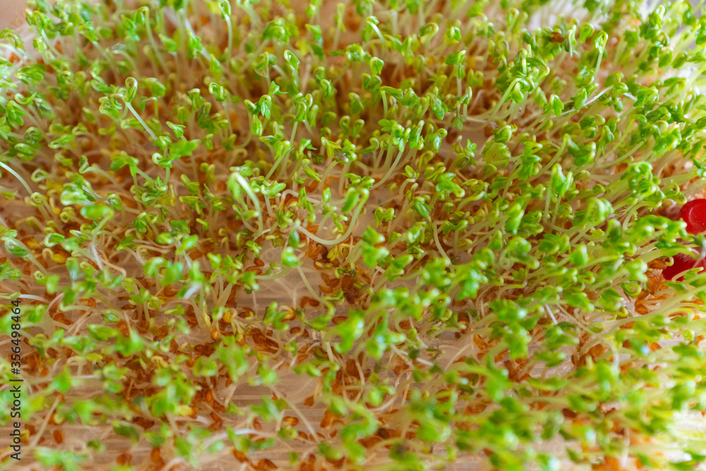 Sprouting tower tray with water cress seeds. Germinating and growing ...