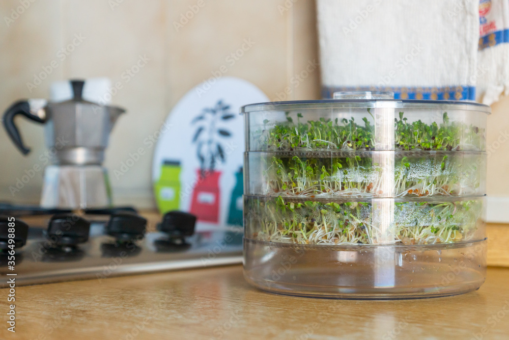 Sprouting tower trays with a mix of seeds: lentils, fenugreek, mustard ...