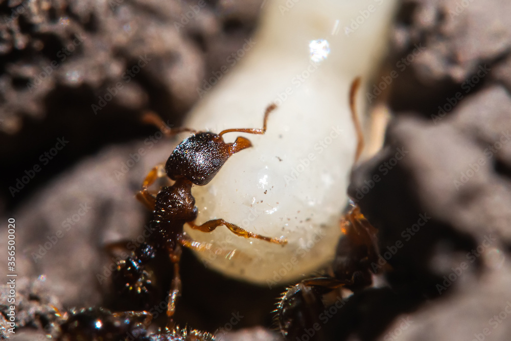 Macro shot of an anthill with white larvae and detailed ants with ...