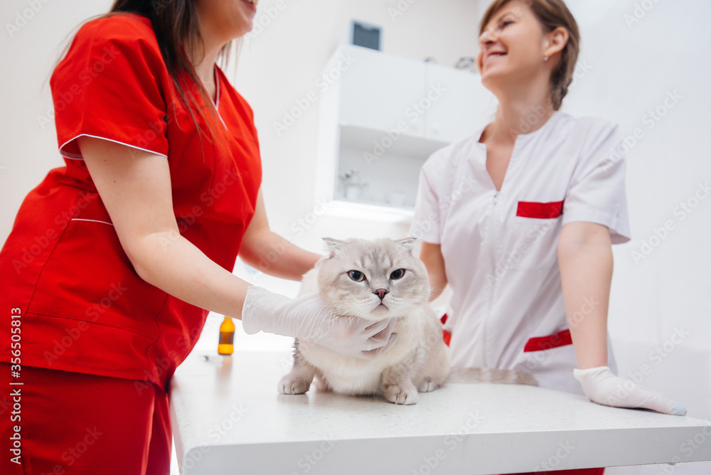 In a modern veterinary clinic, a thoroughbred cat is examined and ...