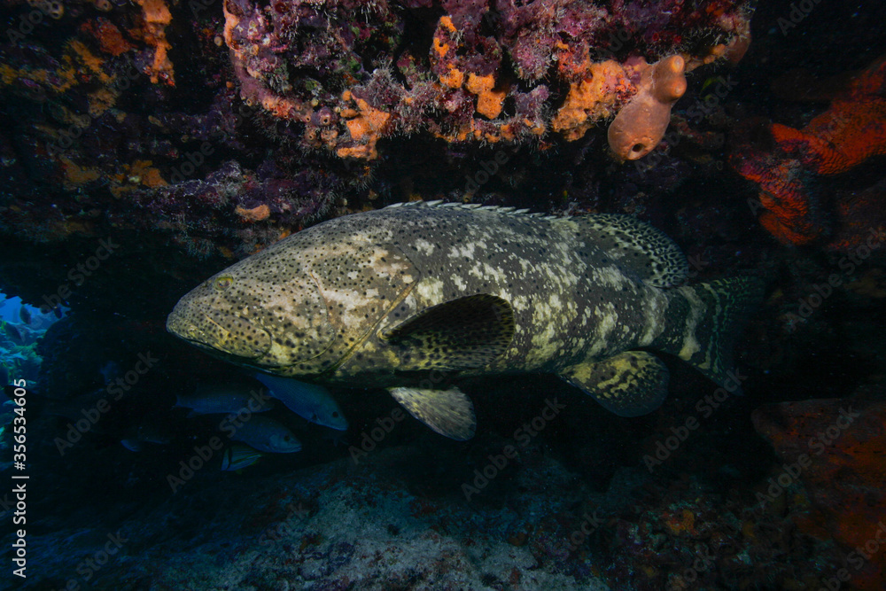Large Goliath Grouper, a critically endangered species, under a ledge ...