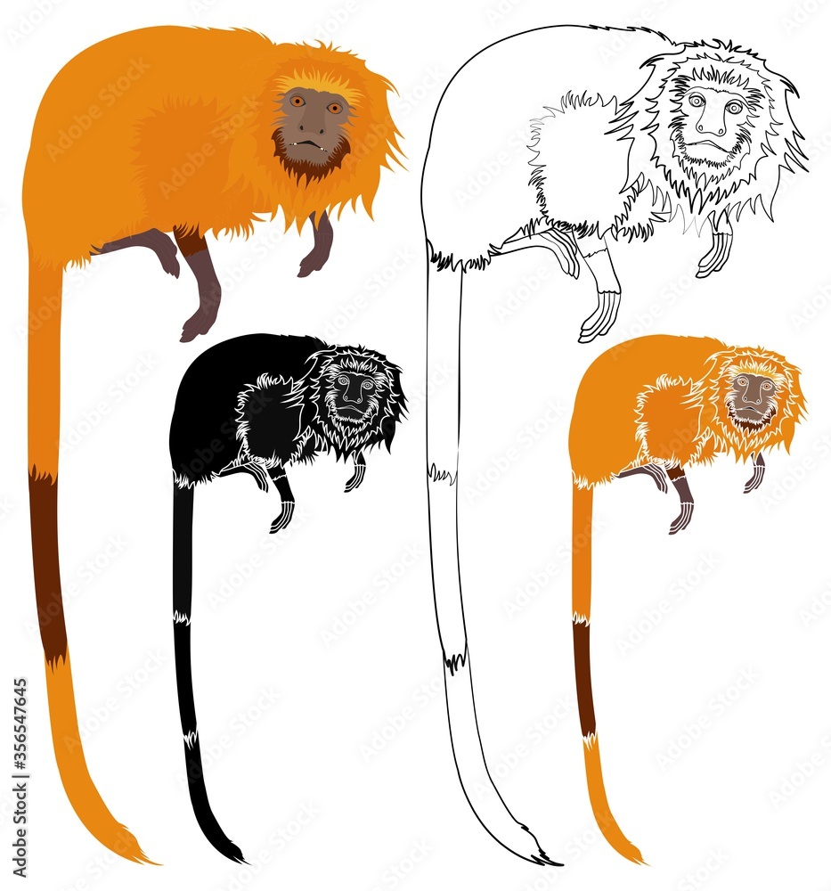 Golden Lion Tamarin Drawing