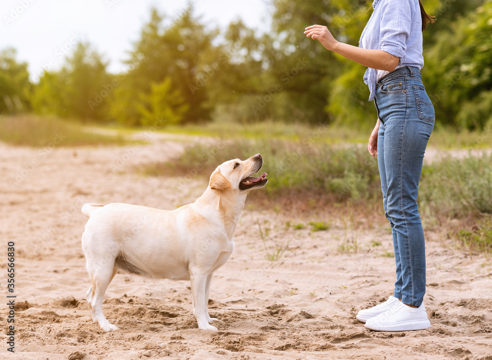 Unrecognizable girl giving a command to her obedient dog Stock Photo ...
